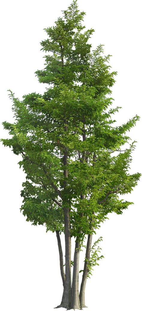 小树 大树图片素材png图片素材 花瓣网