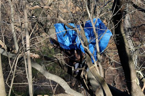 Exclusive Homeless Man Has Been Nesting In Nyc Park Tree For Months