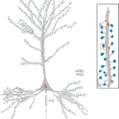 Distributions Of Excitatory And Inhibitory Synapses Schematic Drawing