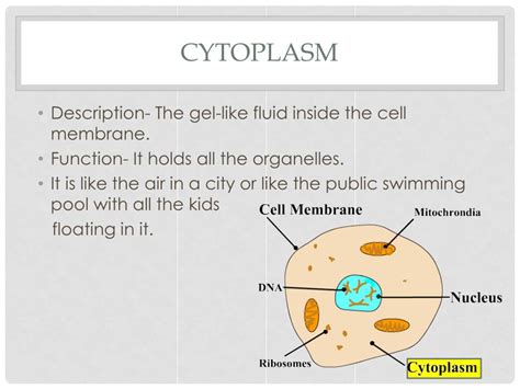 Ppt Cell Organelles Powerpoint Presentation Free Download Id2378760