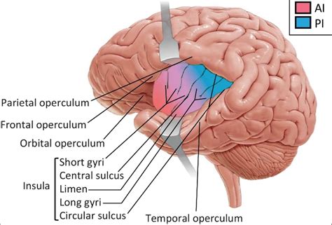 Sensory Cortex Visual Auditory Cortex Facts And Summary