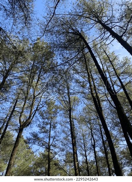 Learn Character Thees Values Roots Change Stock Photo Shutterstock