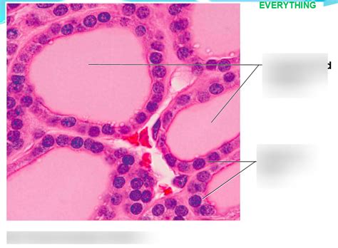 Slide 1 Diagram Quizlet