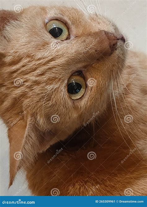 Ferocious Cat Looking For Food Stock Image Image Of Indonesia Organ