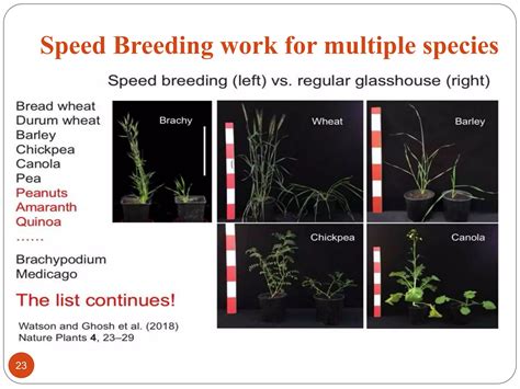 SPEED BREEDING AND ITS IMPLICATIONS IN CROP IMPROVEMENT PPTX