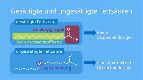 Lipide Definition Arten Und Aufbau Mit Video