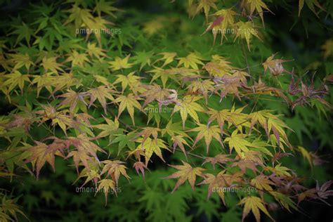 色づく紅葉の写真素材 FYI07920976 ストックフォトの Qlean Market