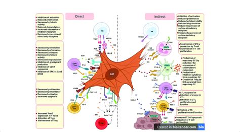 Caf Cells Could Modulate Immune Cell Function In Tme Through Iicps In