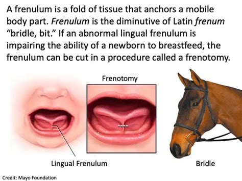 Frenulum Ranatomy