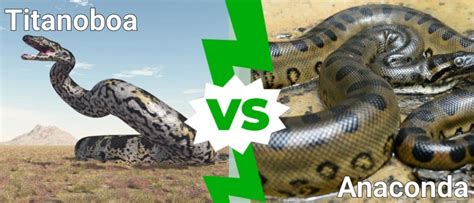 Titanoboa Size Comparison