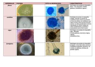 Atlas Hongos Del Laboratoriopdf