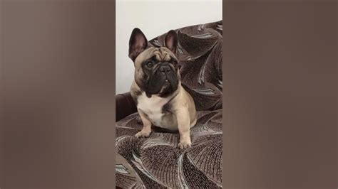 Ван Хелсінг французький бульдог French Bulldol ксу Fci Youtube