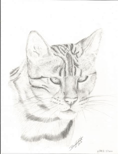 Orange Tabby Cat Drawing At GetDrawings Free Download