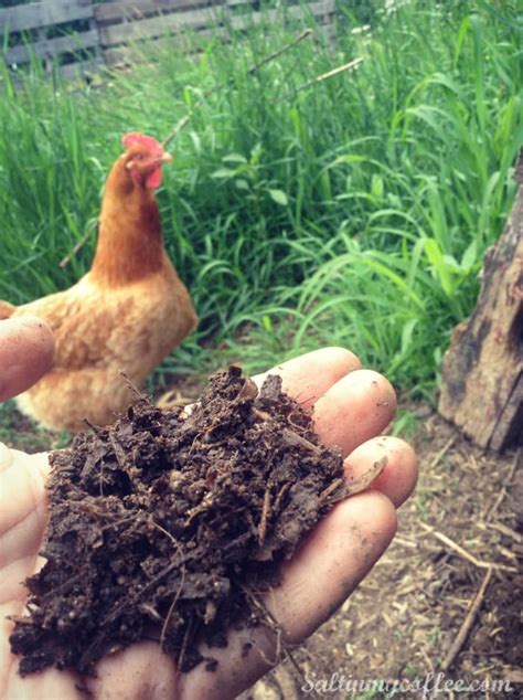 Chicken Manure Compost In Just 18 Days Salt In My Coffee