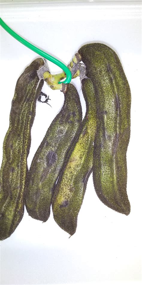 ムクナ豆の初収穫 3jisouのブログ
