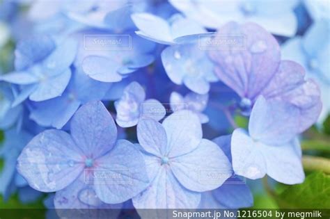 雨に濡れたあじさいの花の写真画像素材 1216504 Snapmartスナップマート