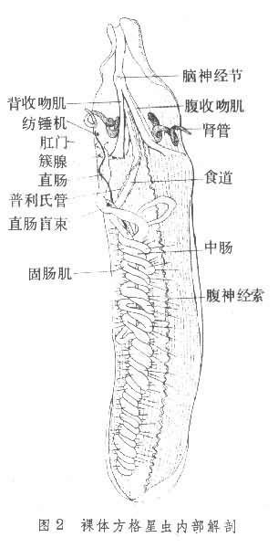 枝触星虫属图册 360百科