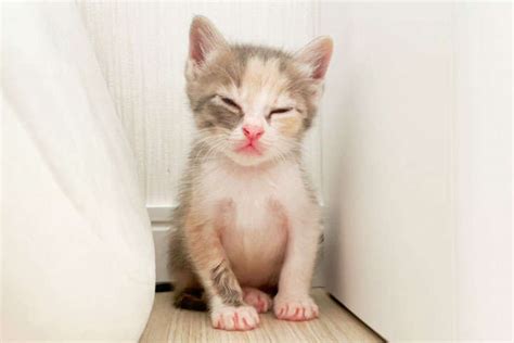実は限界でしたzzZ子猫が勝手に始めた 眠気耐久レース 頭がどんどん重たくなって PECOペコ
