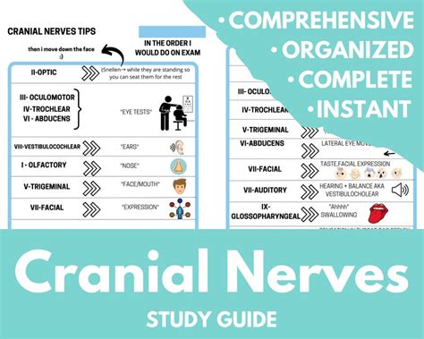 Cranial Nerves Cheat Sheet Lesson Instant PDF Printable Etsy Canada