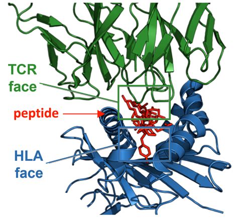 Ivax™ Computational Vaccine Design Toolkit