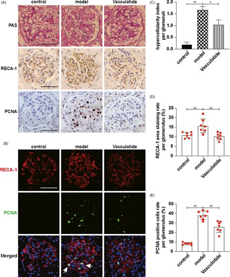 Enhancing Tie2 Phosphorylation Can Effectively Alleviate Ecs Download Scientific Diagram