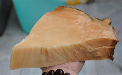 传说吃了长生不老的太岁，究竟是什么“东西”？揭示太岁之谜 知乎