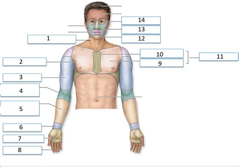 Anatomical Regions Flashcards At Brad Rios Blog