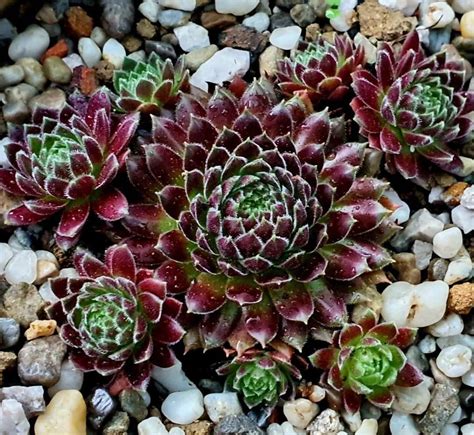 22 Popular Black Succulent With Names And Pictures
