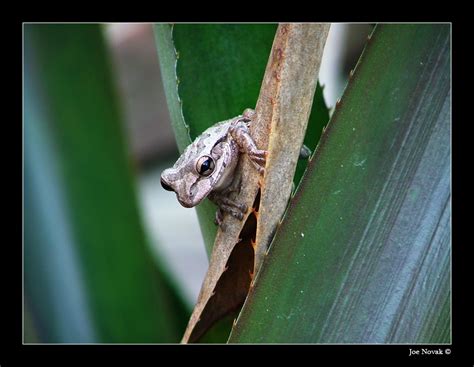 Pinewoods Treefrog By Captbogart On Deviantart