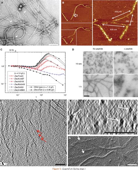 [pdf] Intermediate Filaments Structure And Assembly Semantic Scholar