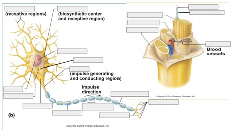 Schwarzlose LAB QUIZ Neuron Chap Diagram Quizlet