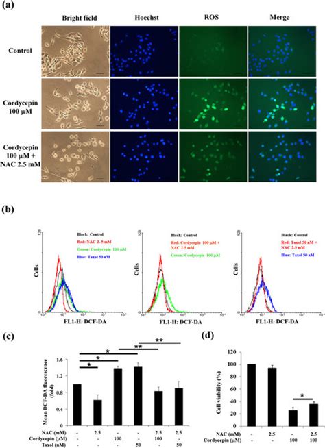 Cordycepin Stimulated Ros Accumulation In Ma 10 Cells A Ma 10 Cells