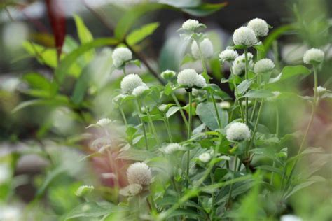 春から秋まで咲き続けるおすすめの一年草4選 ゆるっとガーデニング