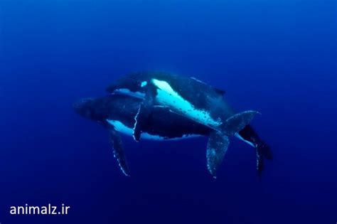 فیلم جفت گيري نهنگ