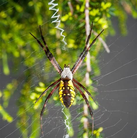 Common Garden Orb Weaver Spider Bite Fasci Garden
