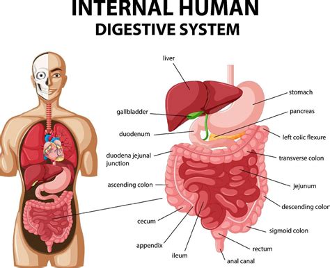 Diagram Showing Internal Human Digestive System 6763714 Vector Art At