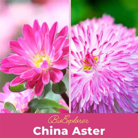 China Aster Flower Callistephus Chinensis Annual Aster