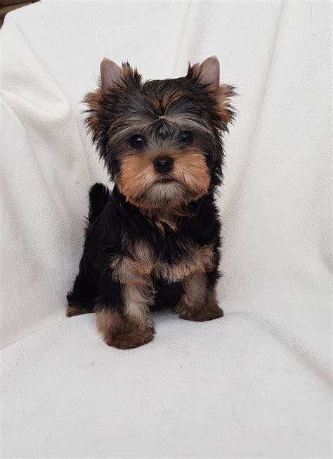 Мини йорки собаки 60 фото картинки Sobakovod Club