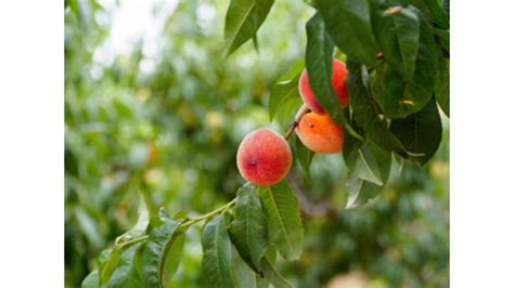 Около 120 тысяч тонн плодов собрано в Дагестане Лезги Газет