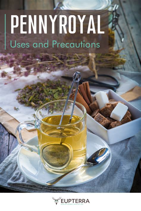 Pennyroyal Uses And Precautions Herbal Remedies For Colds Herbal Tea