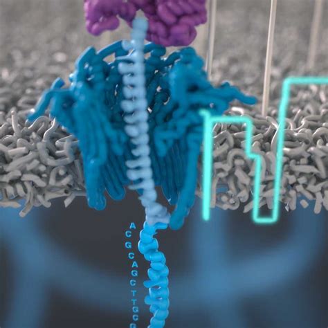 Nanopore Rapid Pcr Barcoding For Genomic Samples