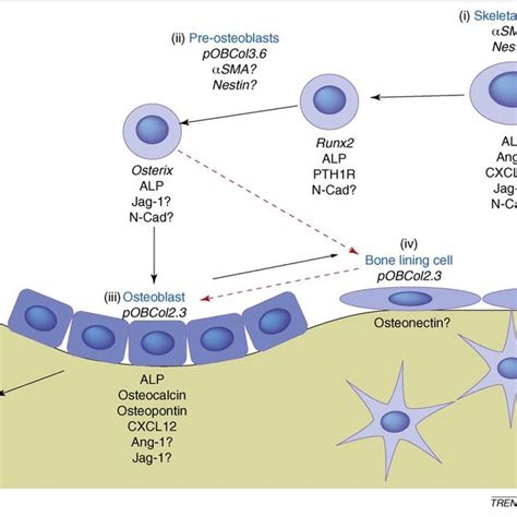 Differentiation Of Skeletal Stem Cells Along The Osteoblast Lineage In