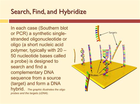 dna microarray presentation dna fingerprinting dna biotechnology pdf