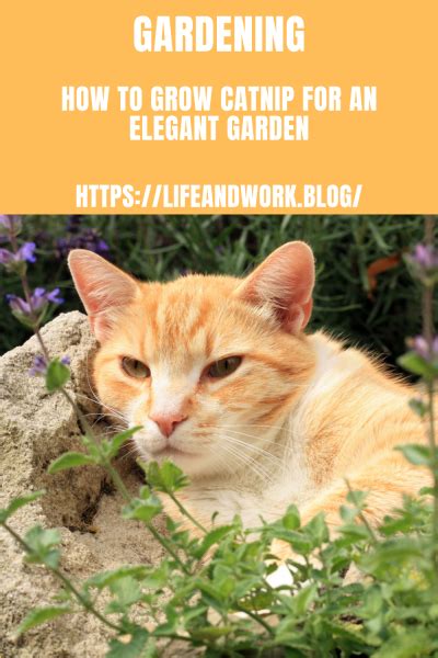 Gardening How To Grow Catnip For An Elegant Garden