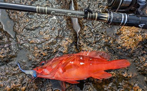 地磯でのロックフィッシュゲーム釣行でオオモンハタにアカハタをキャッチ【三重】 Tsurinews Part 2