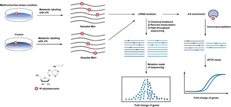 Nucleoside Analogs For Messenger Rna Metabolic Labelling And Sequencing Keai Publishing