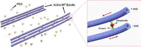 schematics of the active microtubule bundles and binding of kinesin
