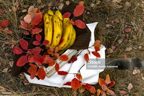 가을 나무와 빨간색과 분홍색 색조의 잎 사이에 나무 흰색 상자에 잘 익은 향기로운 노란색 바나나 아름다운 계절 구성 0명에 대한