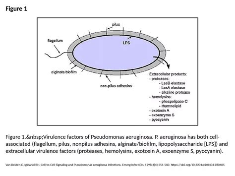 Ppt Figure 1 Figure 1 Virulence Factors Of Pseudomonas Aeruginosa P Aeruginosa