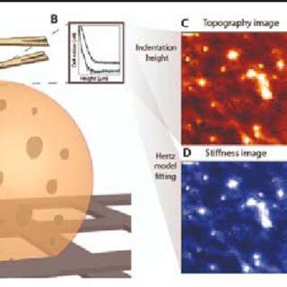 Schematic Representation Of The Atomic Force Microscopy Methodology A Download Scientific